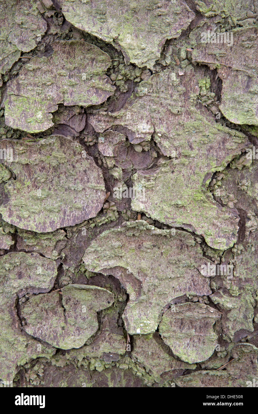 Forestspruce hi-res stock photography and images - Alamy