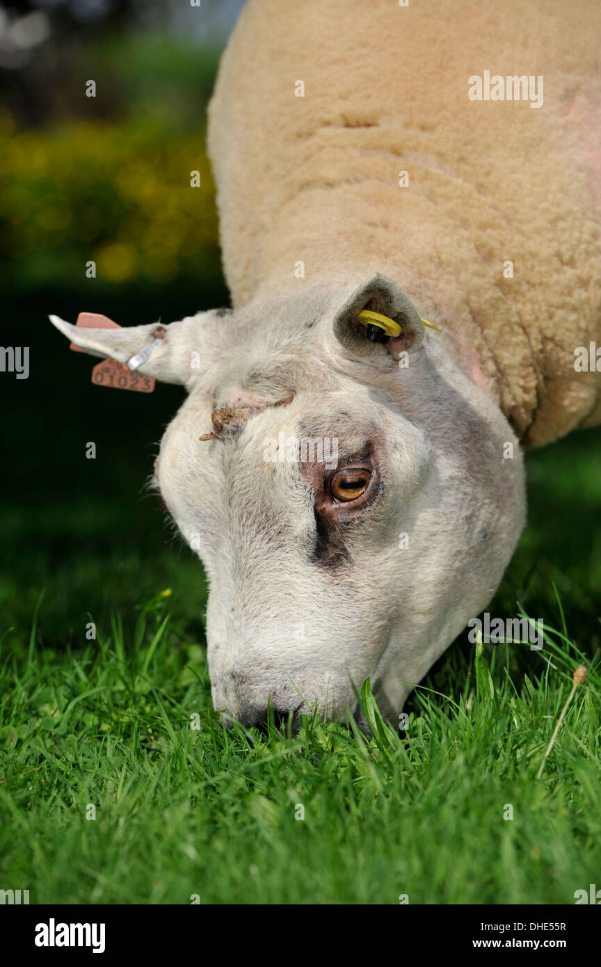 Beltex ram grazing grass. Cumbria, UK Stock Photo - Alamy