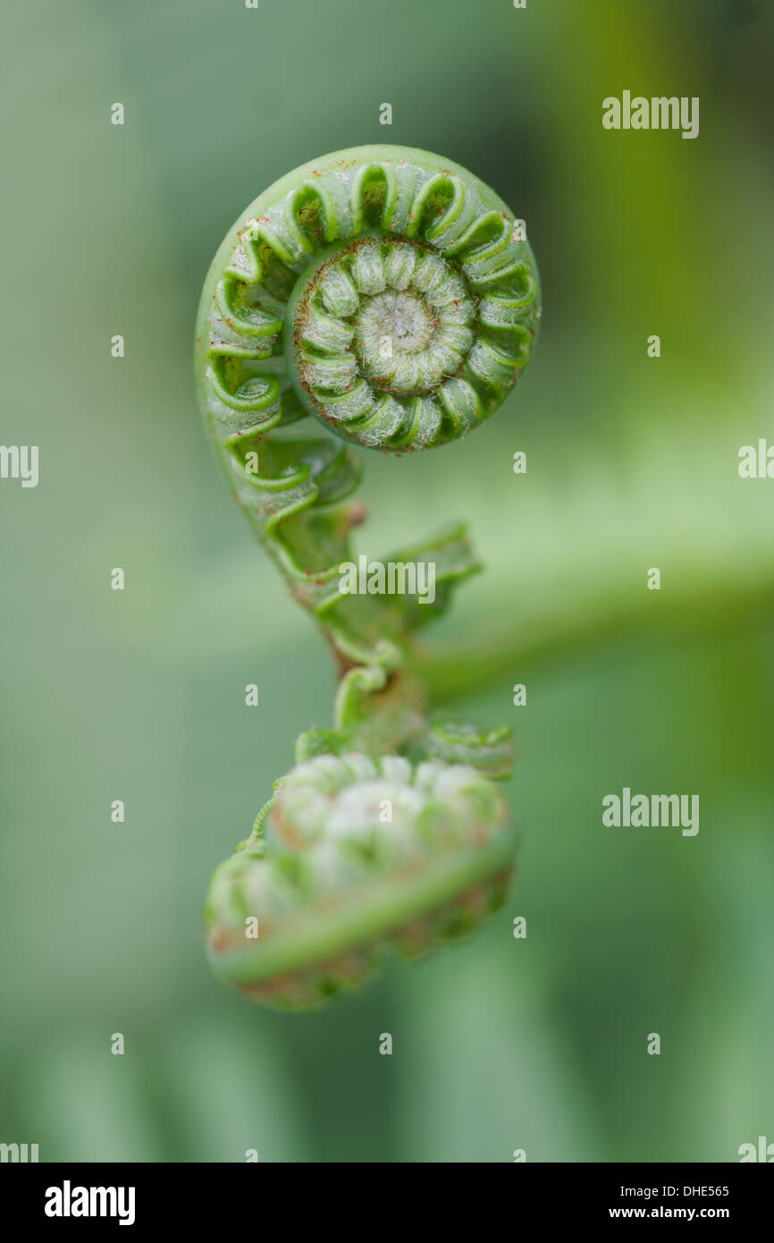 Fern Frond Unfurling Stock Photo - Alamy