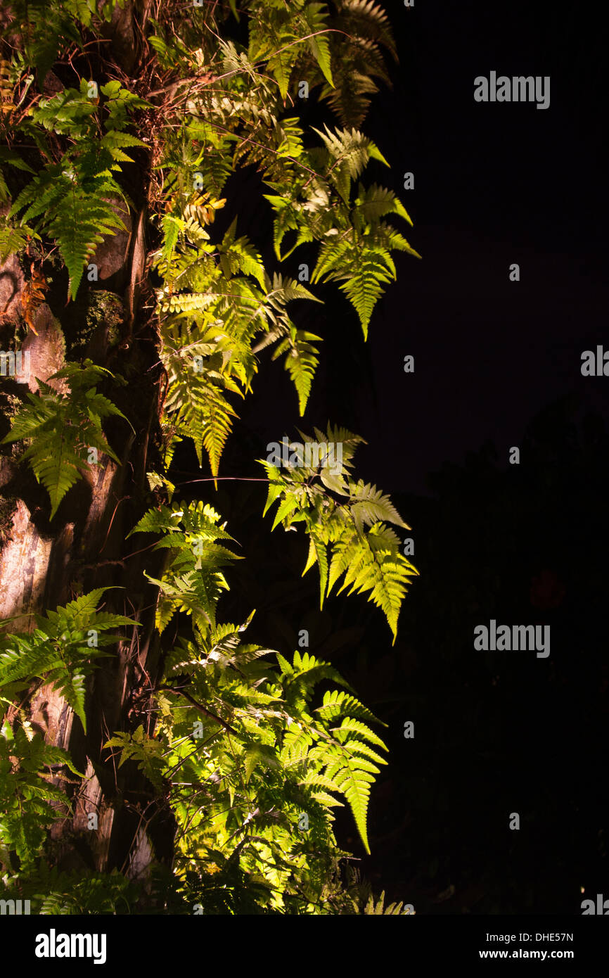 Ferns Growing On Tree Trunk High Resolution Stock Photography and ...