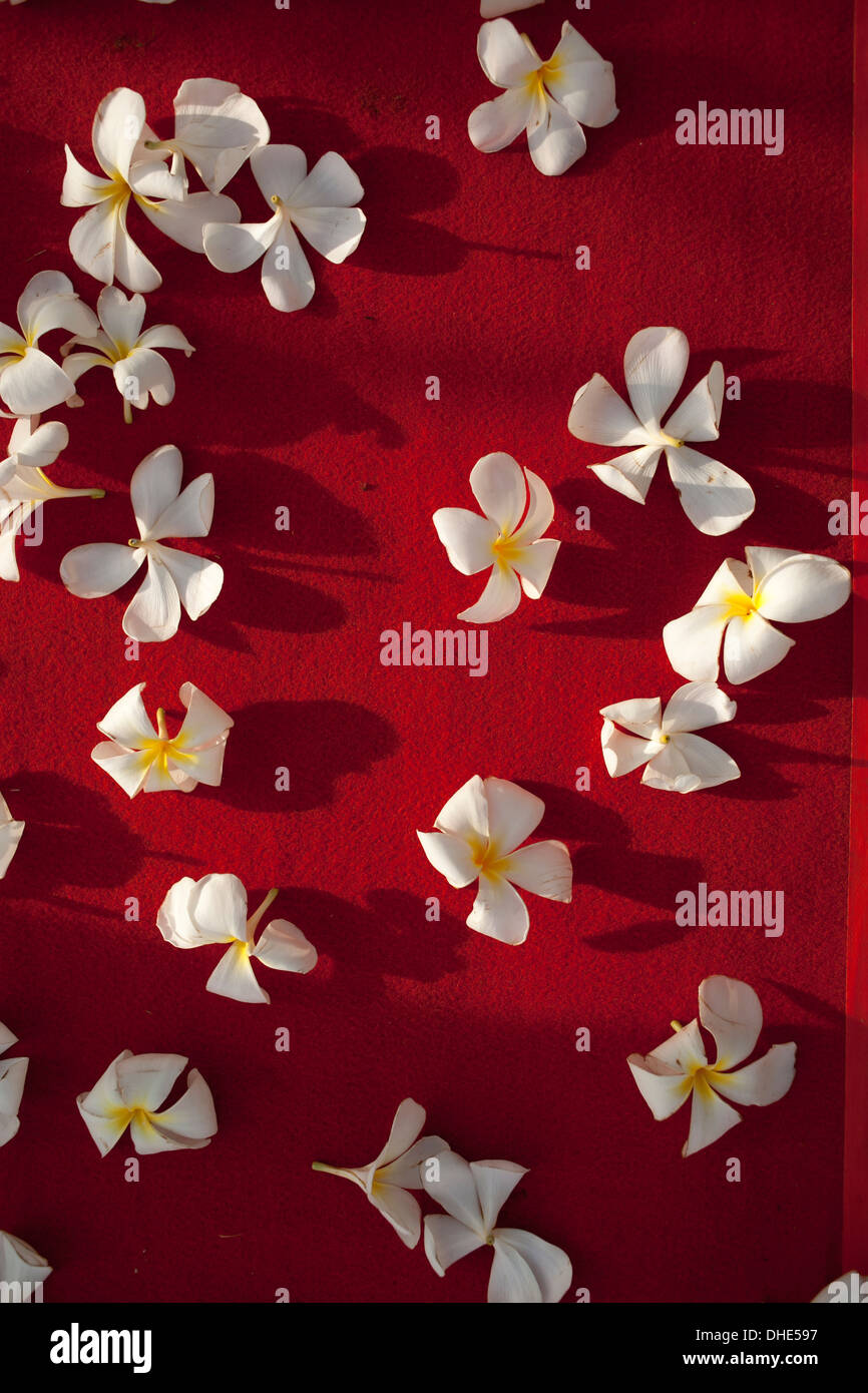 white flower red carper texture spread contrast juxtaposition many ...