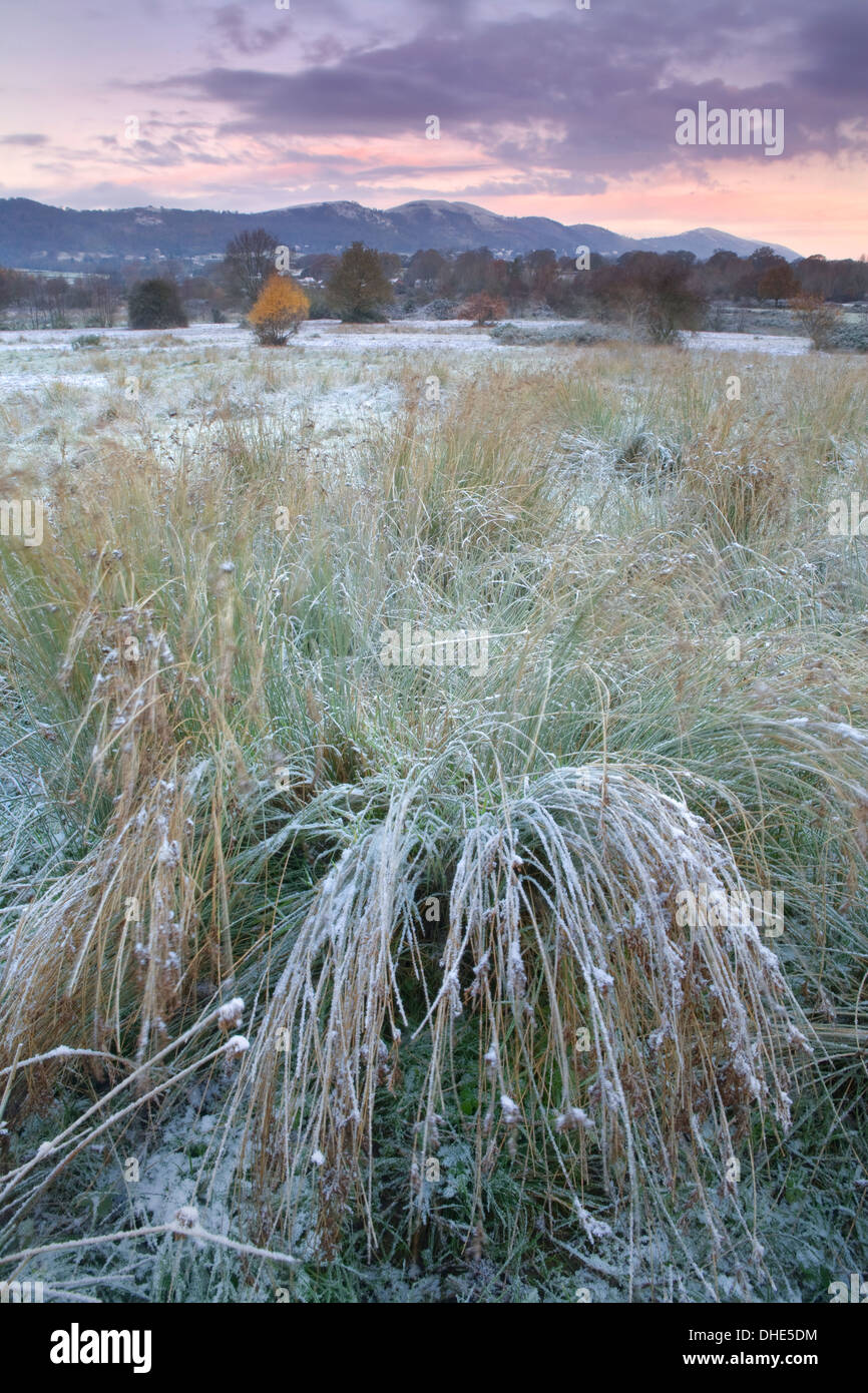 Sedge weighed down by snow on Castlemorton Common. The Malvern Hills ...