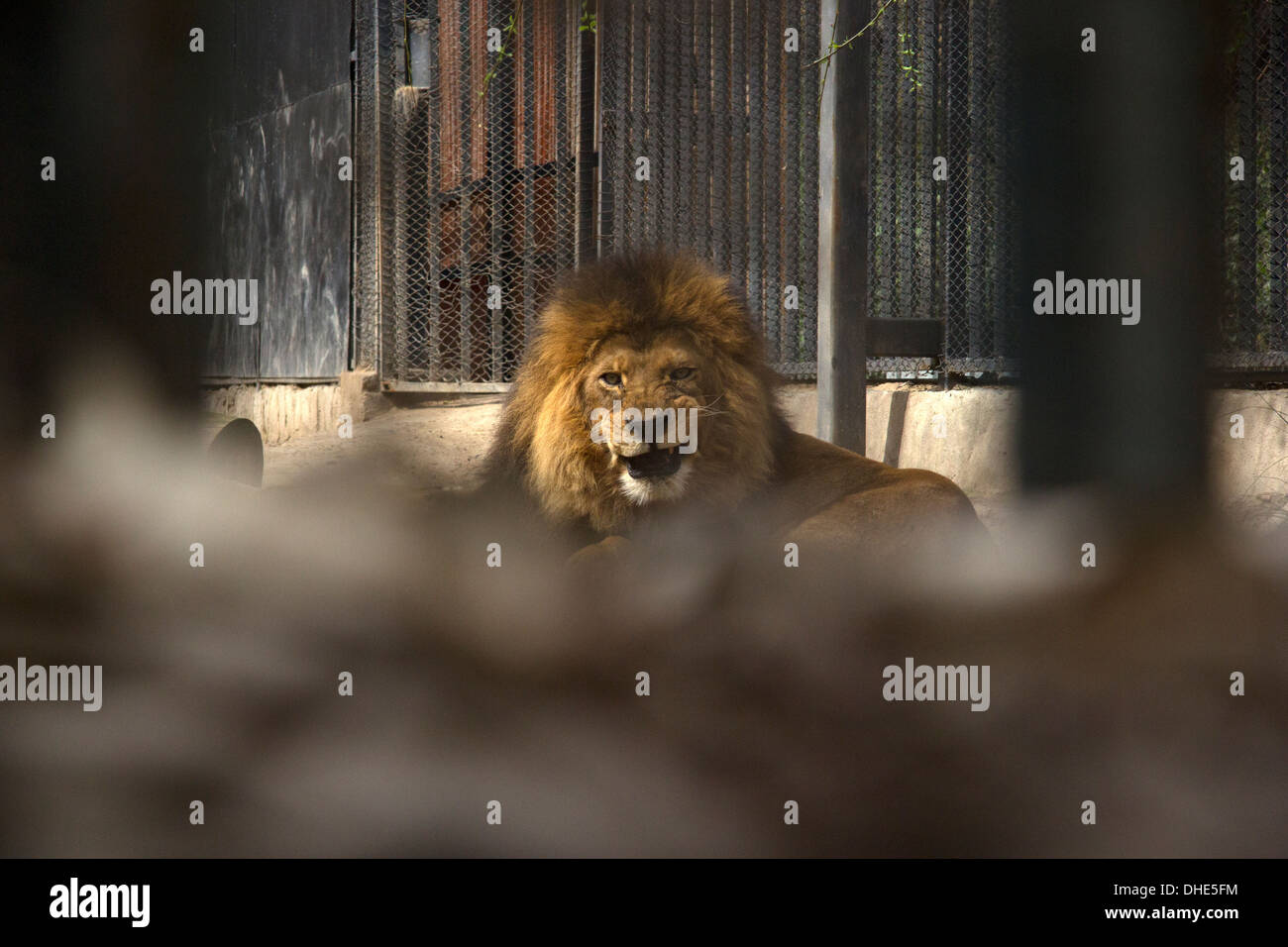 A lion in the zoo is disturbed by my presence Stock Photo - Alamy