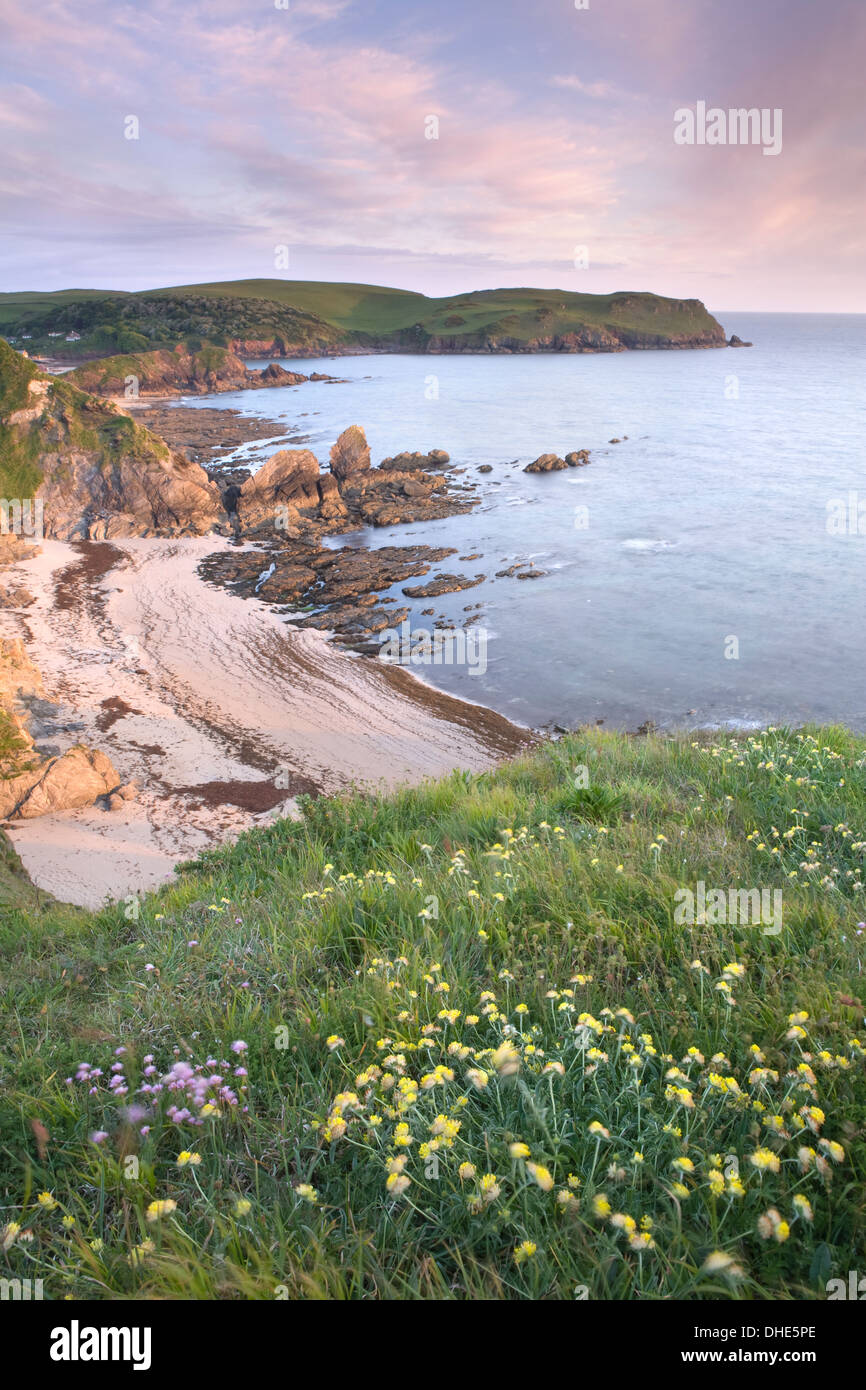 Hope cove, South Devon, from the cliff tops at sunrise with Thrift ...