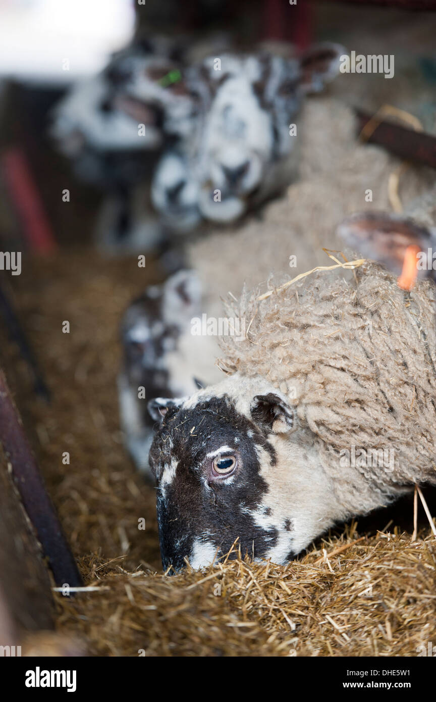 Sheephousing hi-res stock photography and images - Alamy