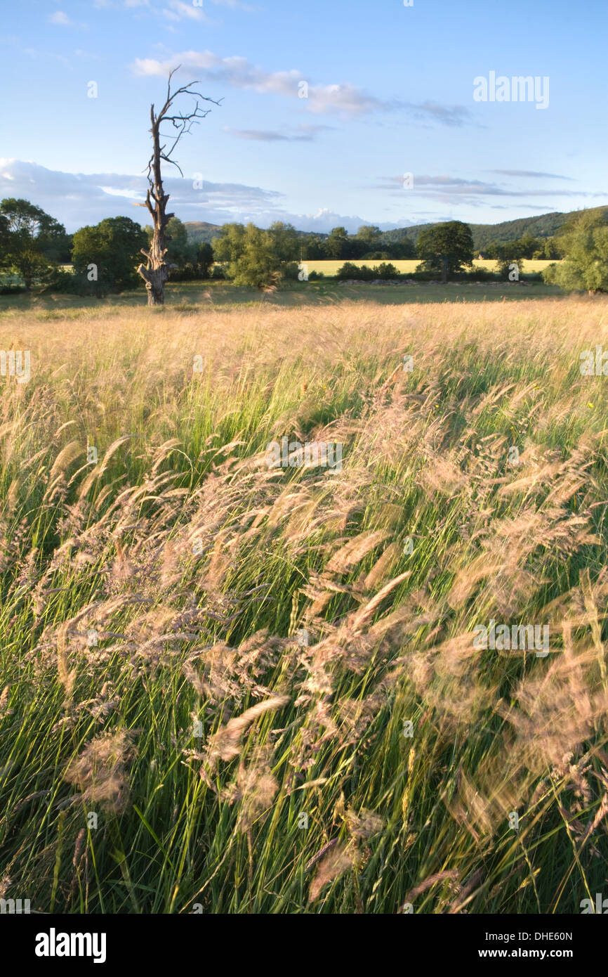 A hay meadow with wild grasses at Colwall. The low light at sunset ...