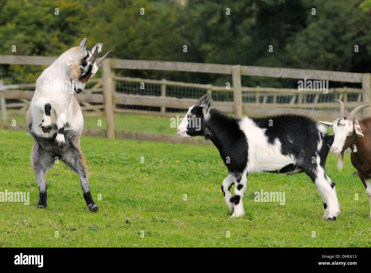 Female Pygmy goat (Capra hircus) rearing up before clashing horns ...