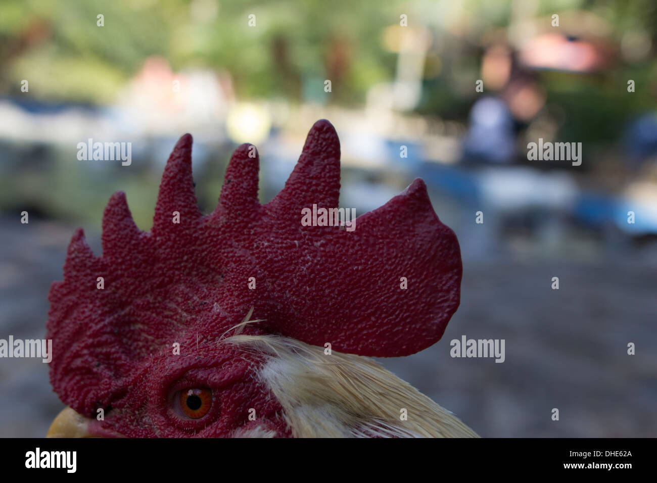 Red crested rooster Stock Photo - Alamy