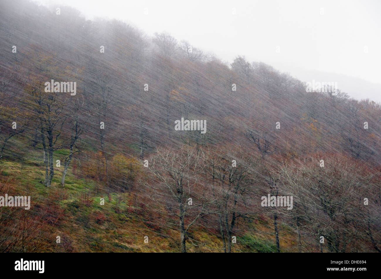 Snow blizzard sweeping wooded ridge in the Pyrenees mountains in late ...