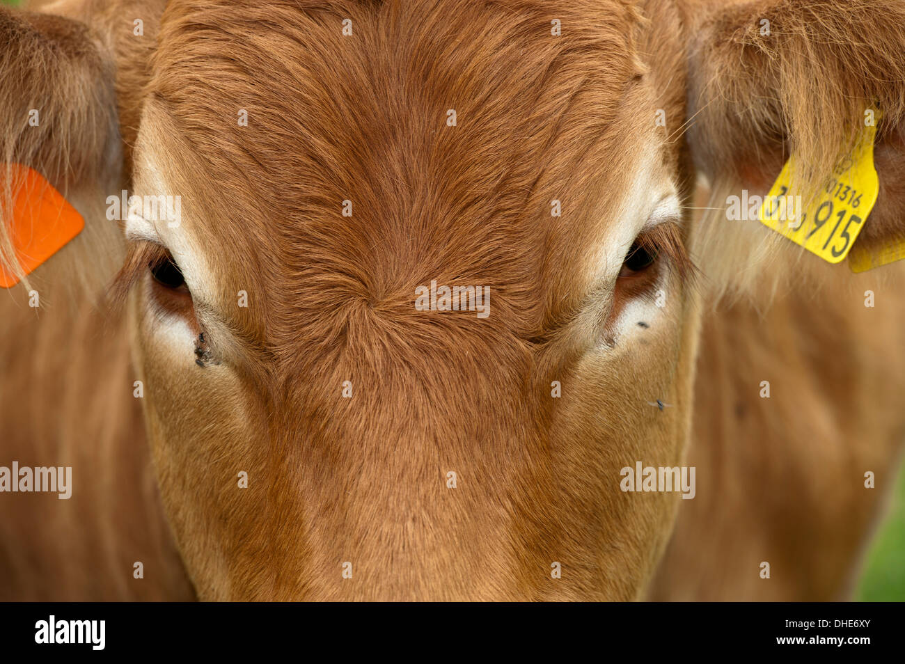 Limousin cows hi-res stock photography and images - Alamy