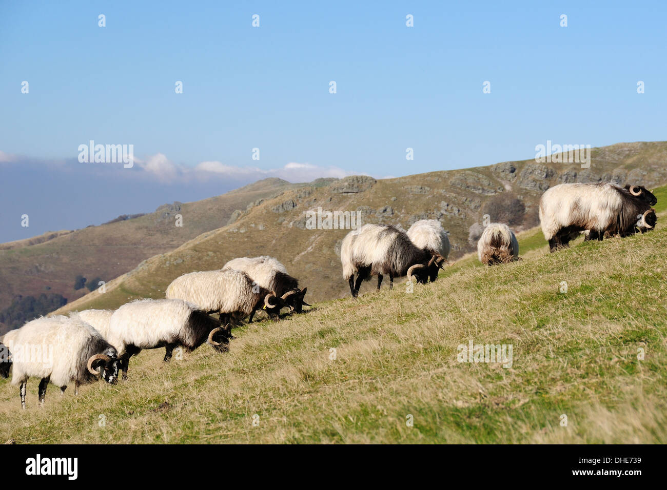 Pyreneean breed hi-res stock photography and images - Alamy