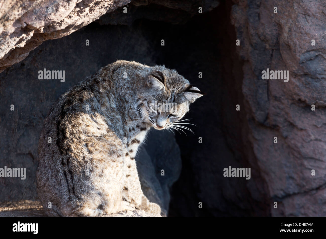 Arizona lynx hi-res stock photography and images - Alamy