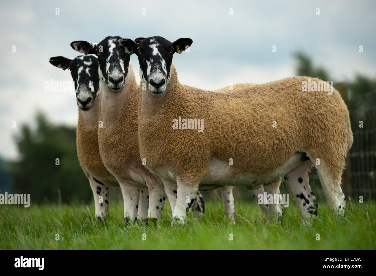 Female sheep hi-res stock photography and images - Alamy