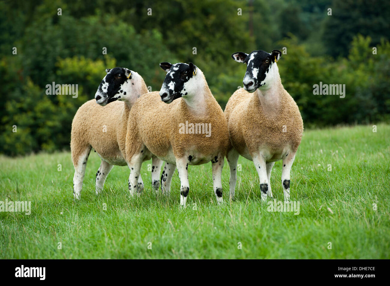 Female sheep hi-res stock photography and images - Alamy