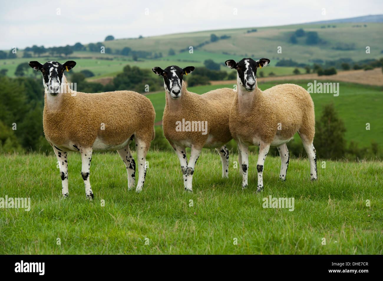 Female sheep hi-res stock photography and images - Alamy