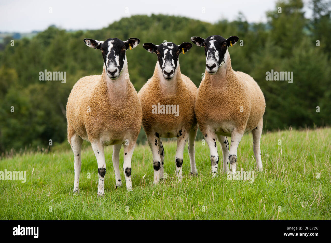 Female sheep hi-res stock photography and images - Alamy