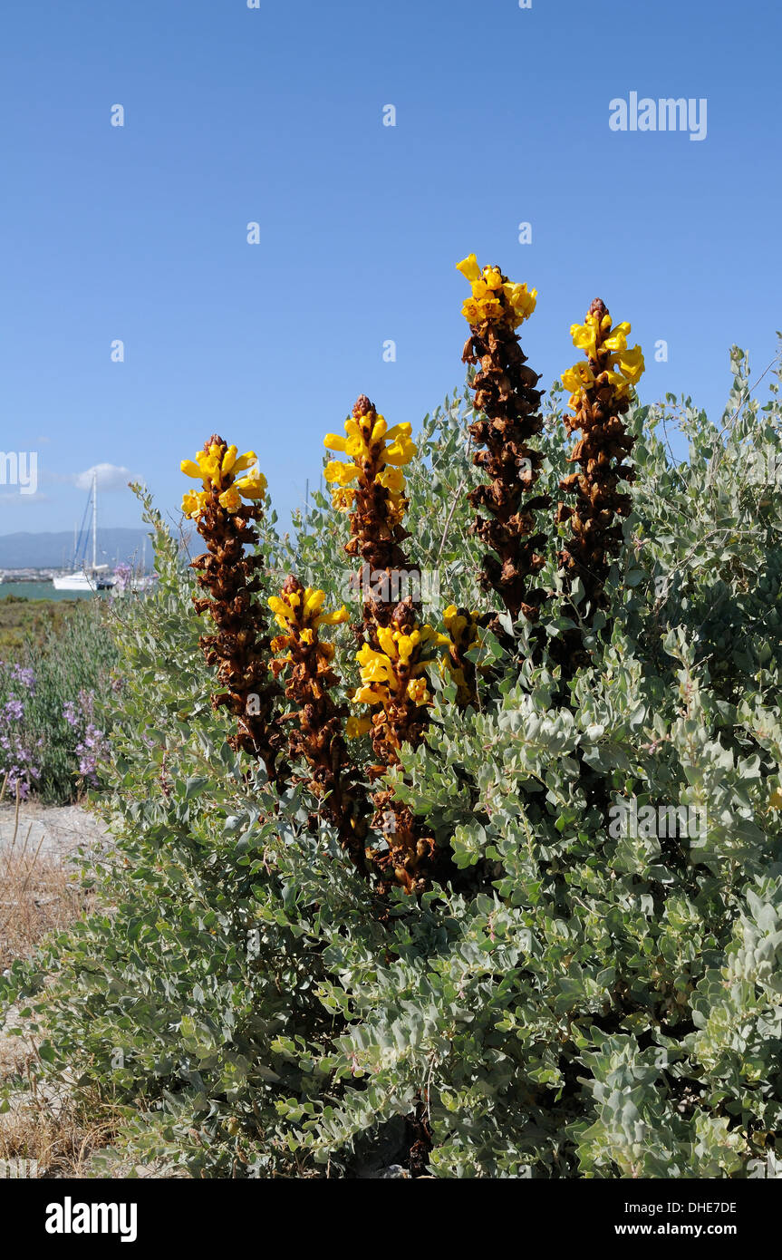 Yellow broomrape (Cistanche phelypaea) flowering among its host plant ...
