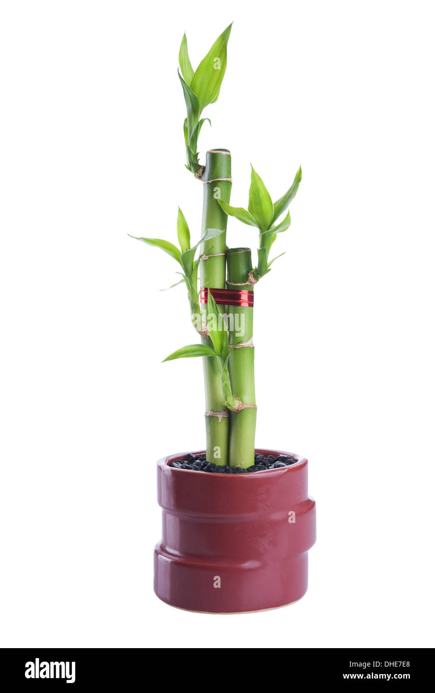 Chinese lucky Bamboo with red ribbon - happiness symbol, isolated on a ...