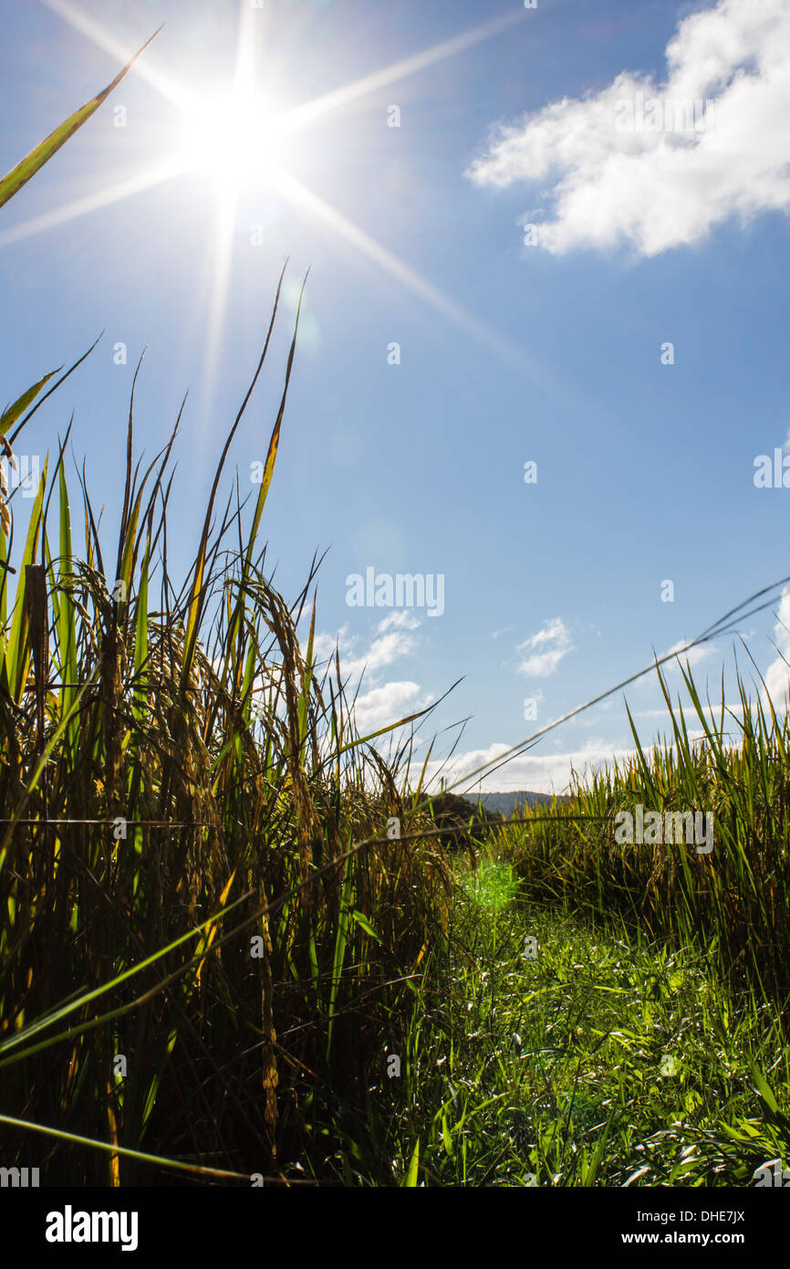 Rice crop in the sunshine Stock Photo - Alamy