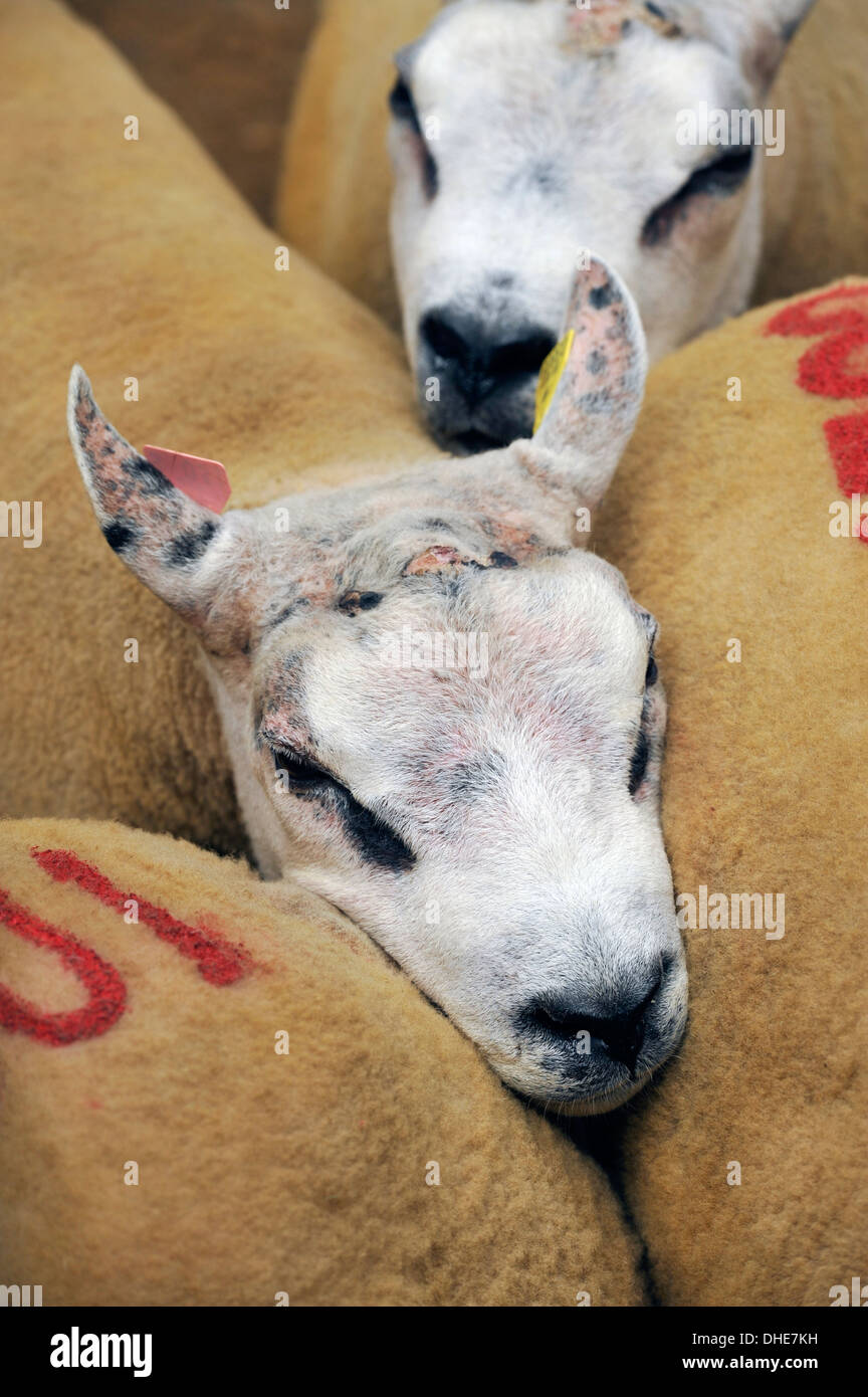 Beltex rams in pen ready for sale. Cumbria, UK Stock Photo - Alamy