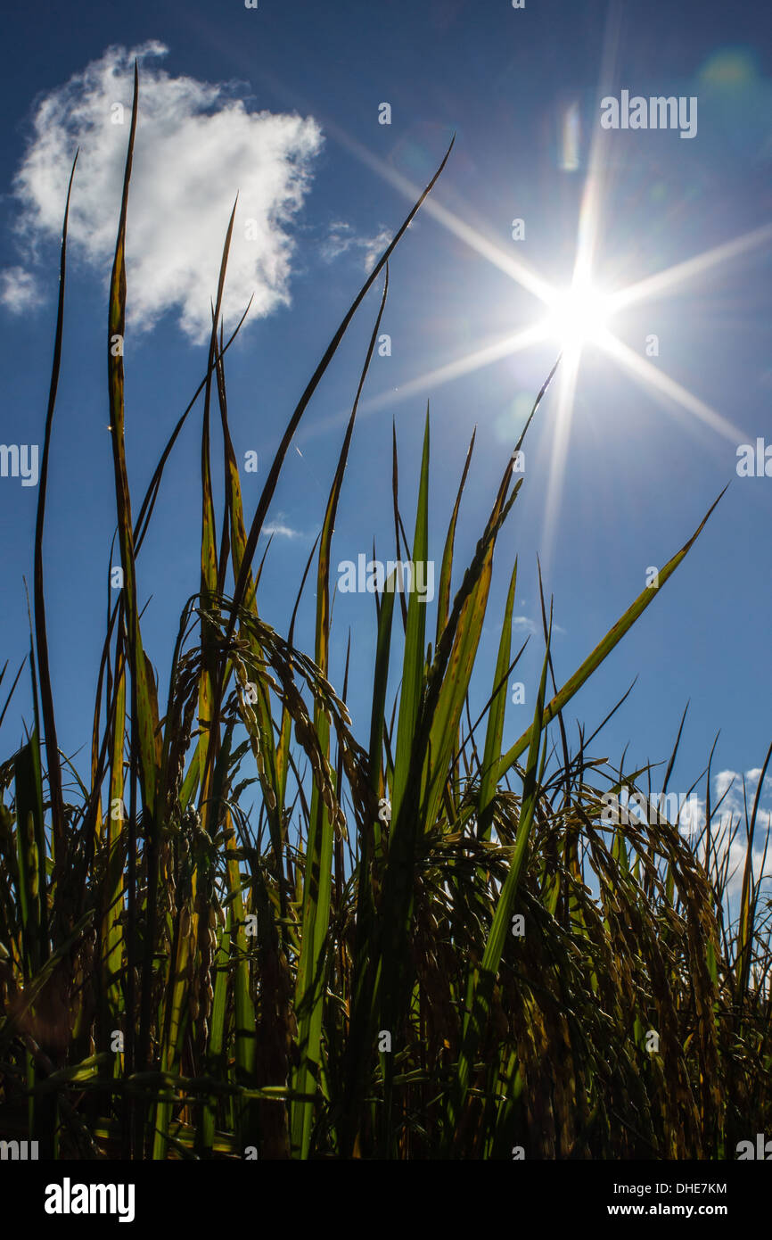 Rice crop in the sunshine Stock Photo - Alamy