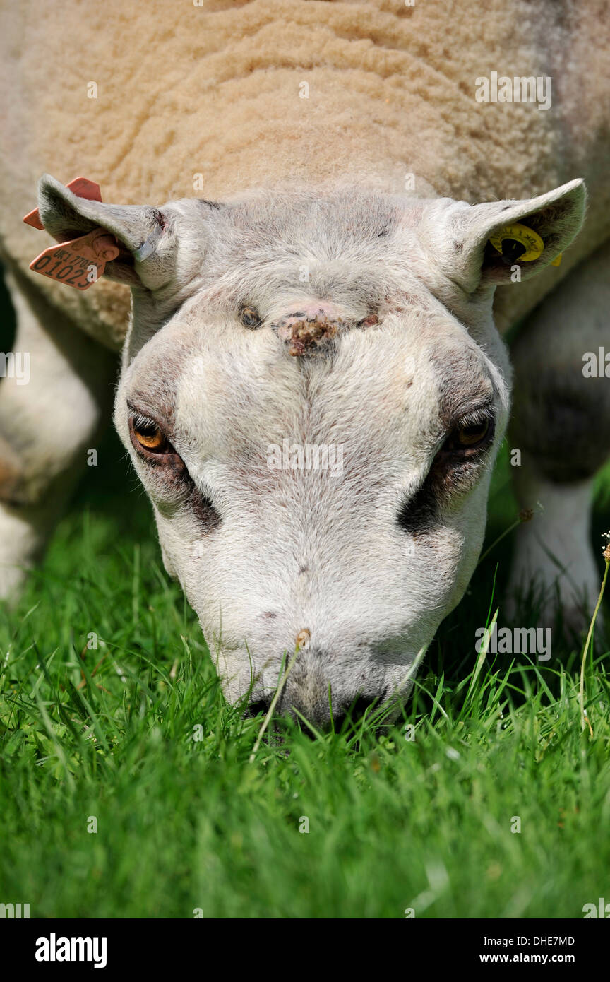 Beltex ram grazing grass. Cumbria, UK Stock Photo - Alamy