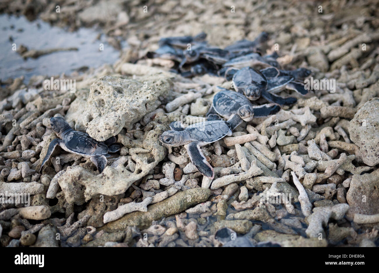 Green sea turtle hatchlings hi-res stock photography and images - Alamy