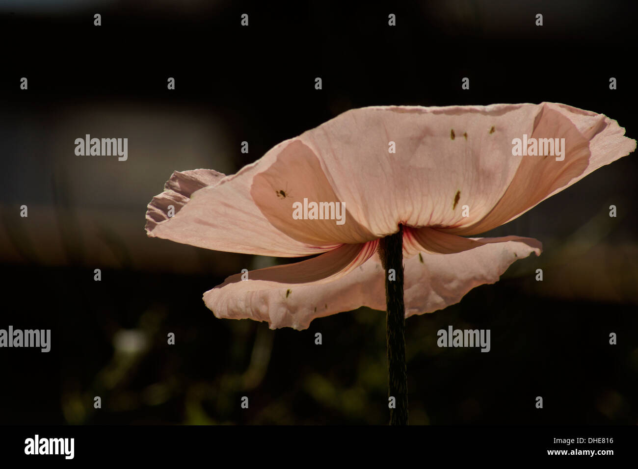 Pink papaver hi-res stock photography and images - Alamy