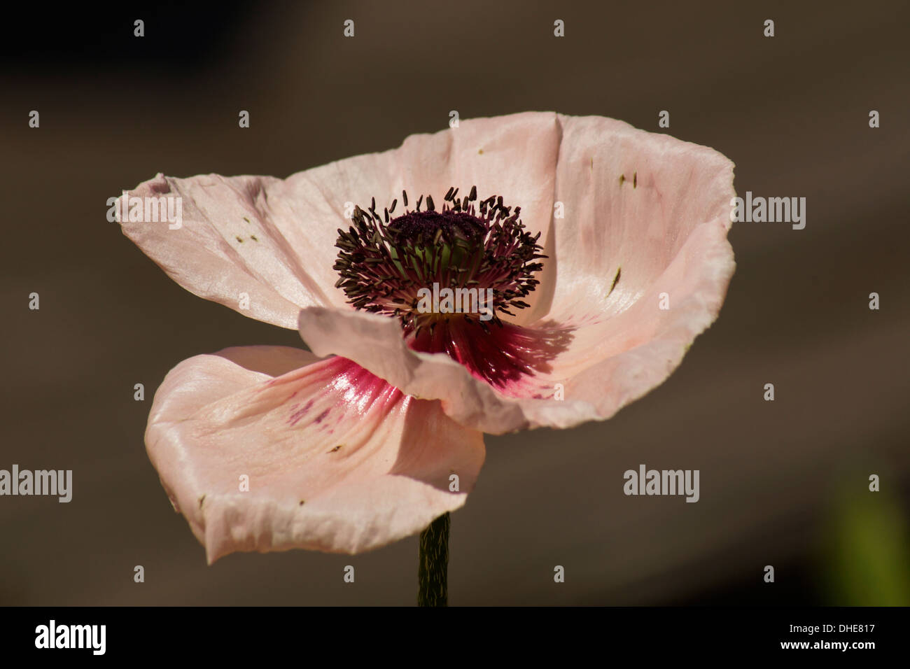 Close-up of a salmon-pink poppy Stock Photo - Alamy