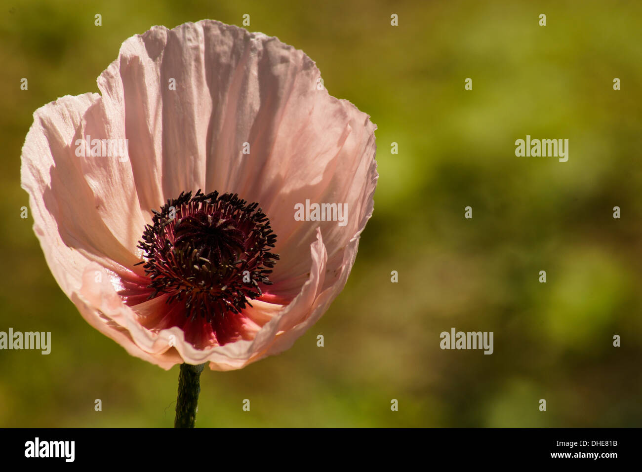 Salmon pink poppy hi-res stock photography and images - Alamy