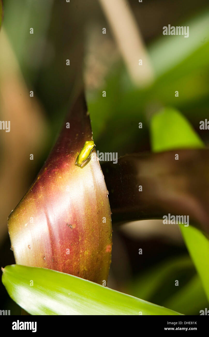 Yellow dwarf frog hi-res stock photography and images - Alamy