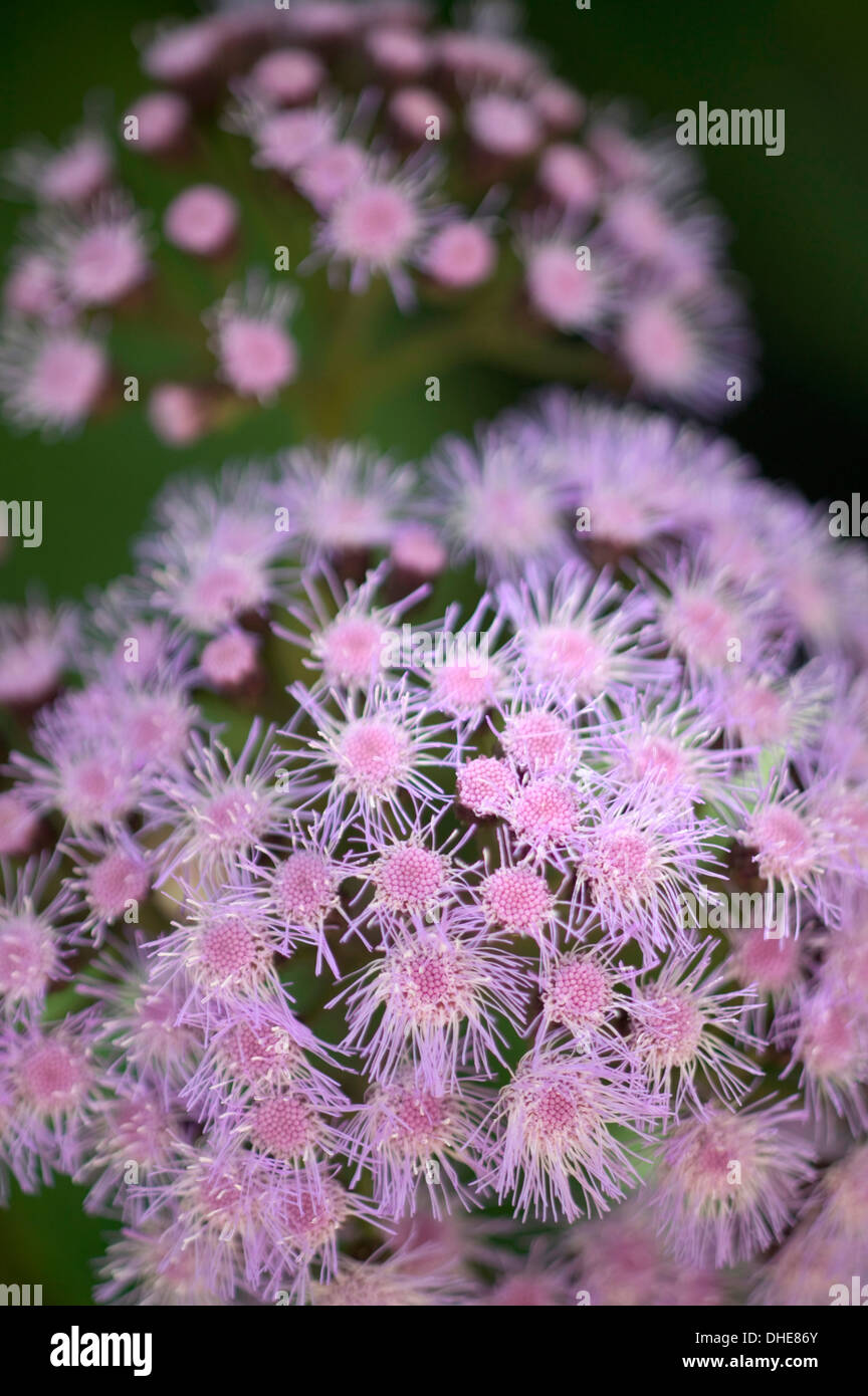 Heads of fluffy pink mist flowers in a garden setting Stock Photo - Alamy