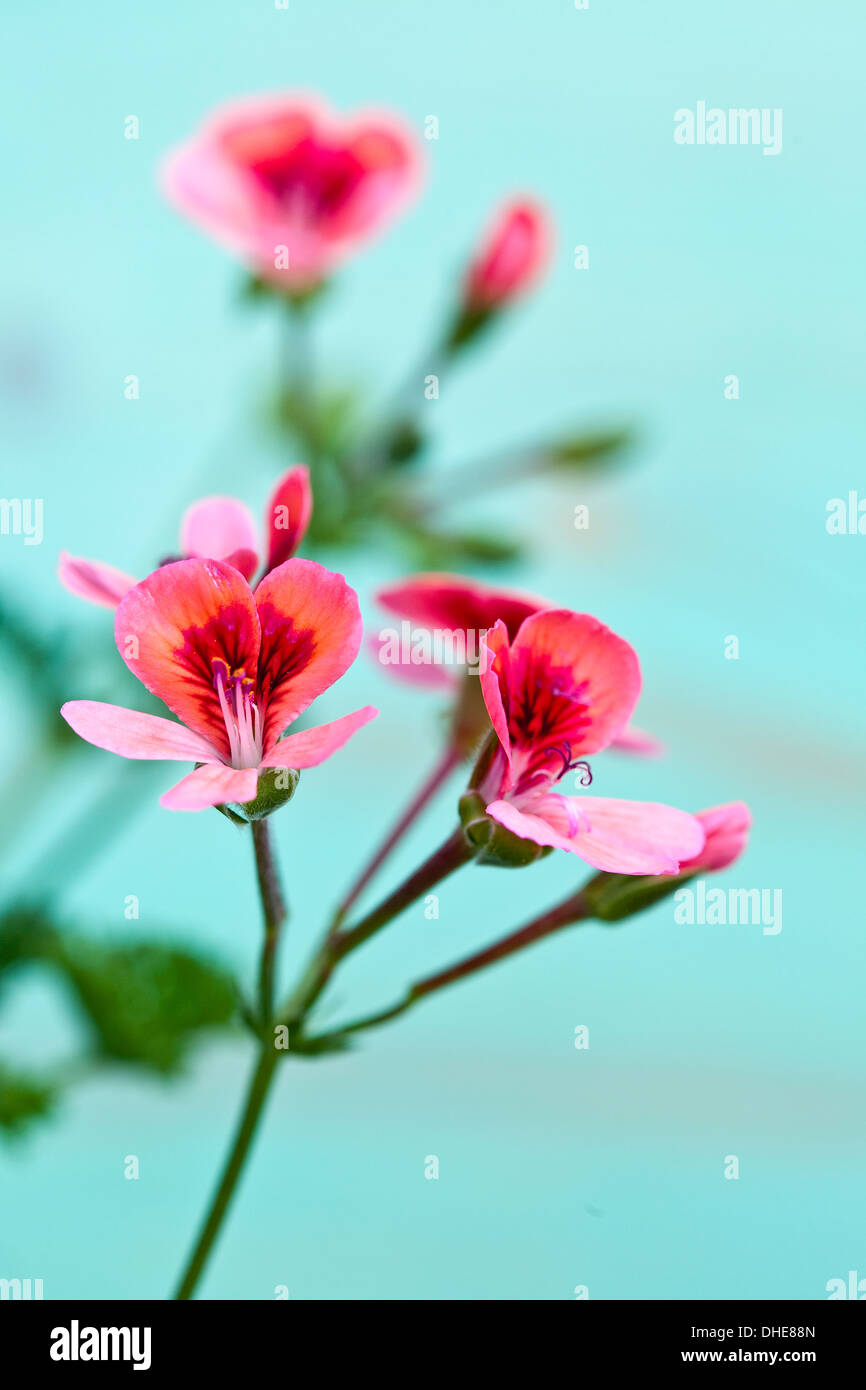 Pink angel hi-res stock photography and images - Alamy