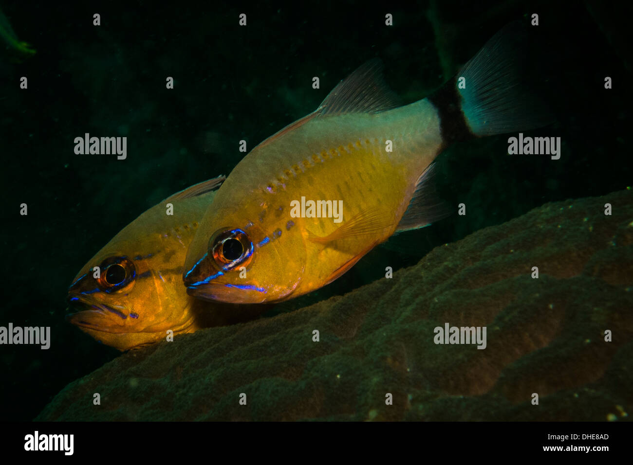 underwater, komodo, indonesia, ocean, sea, scuba, diving, marine life ...