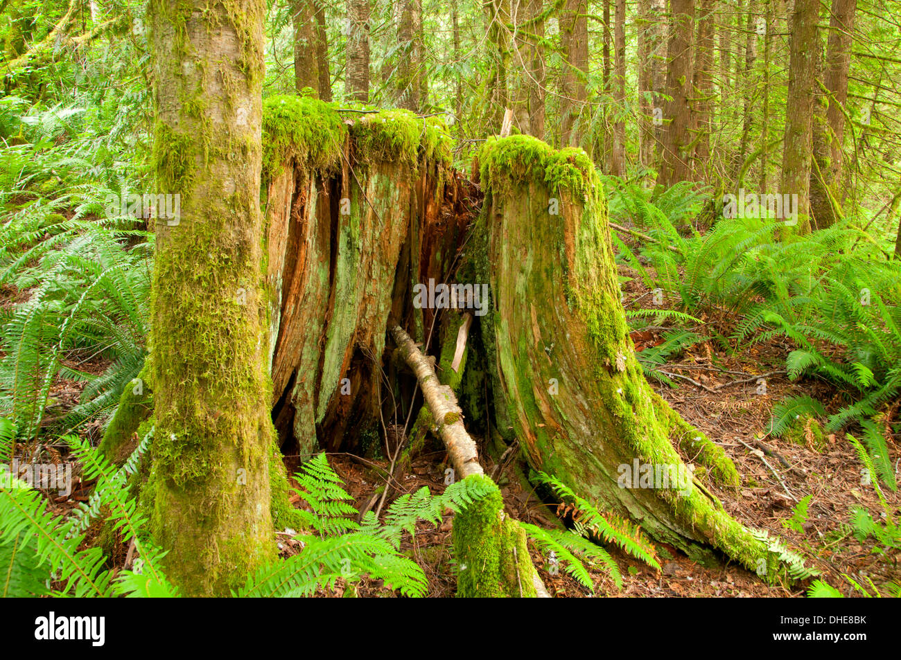 Stump in second-growth forest, Sasquatch Provincial Park, British ...