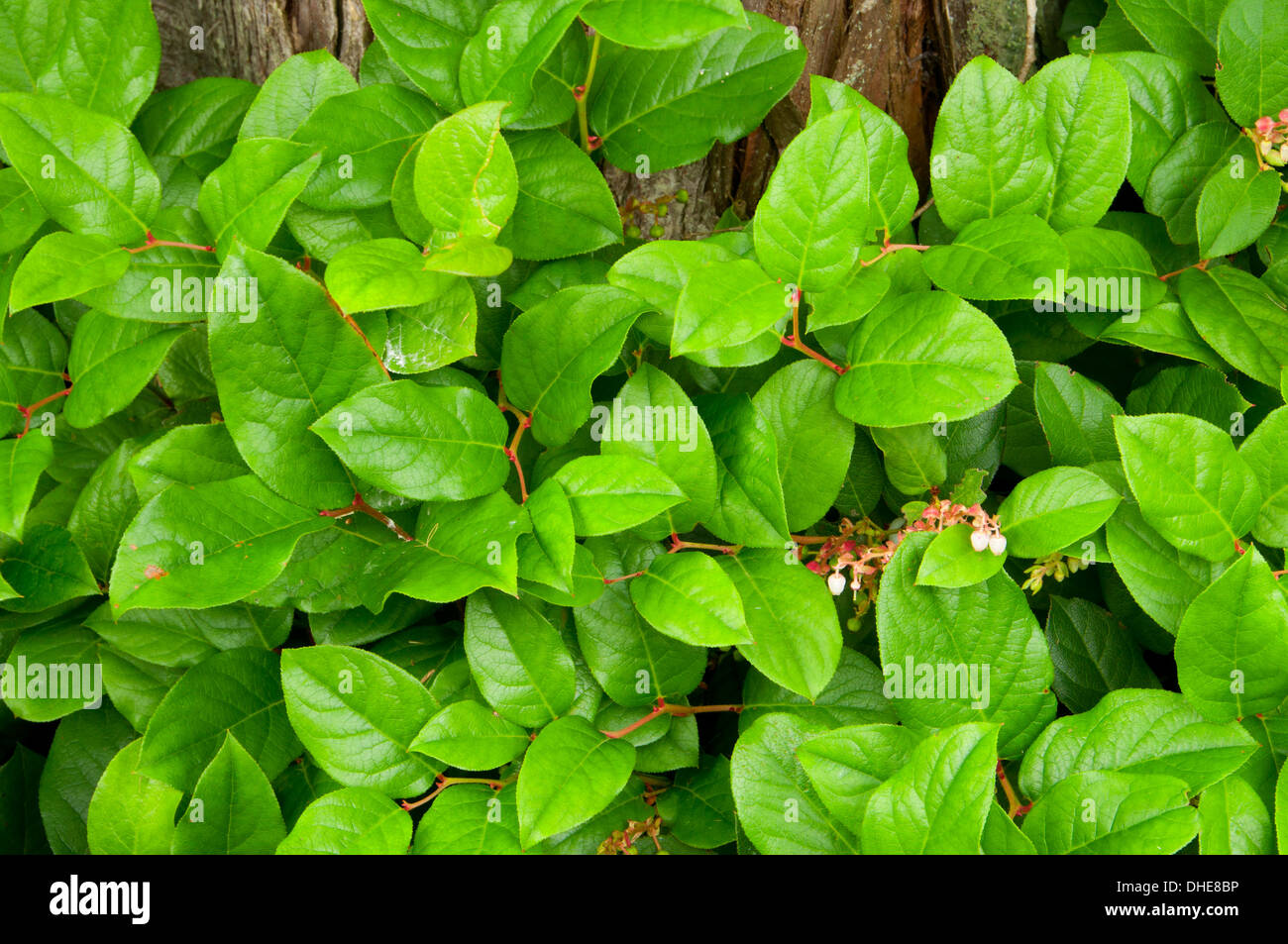 Salal hi-res stock photography and images - Alamy