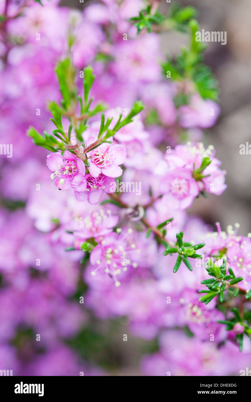Kunzea affinis hi-res stock photography and images - Alamy