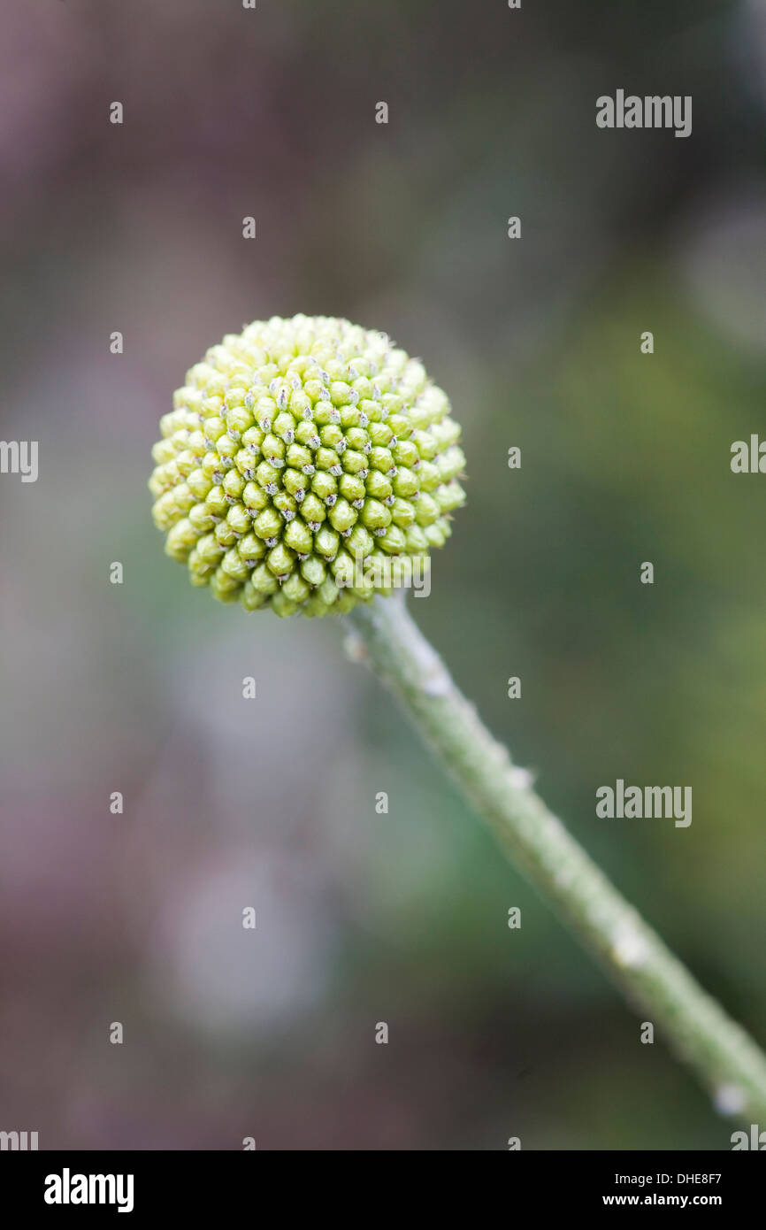 A billy buttons flower head against a blurred garden background Stock ...