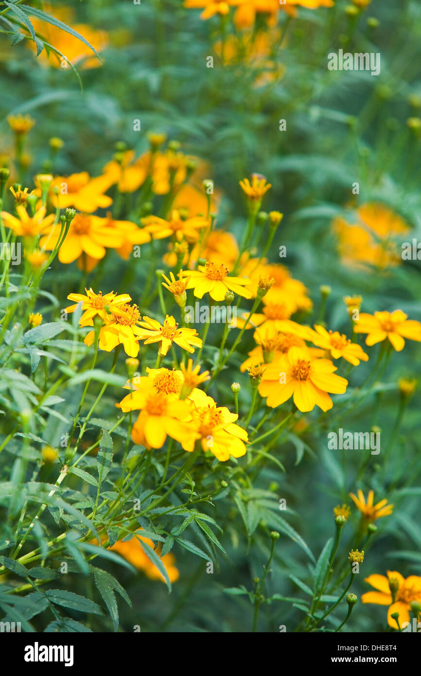 A bunch of bright marigold flowers in a garden setting Stock Photo - Alamy