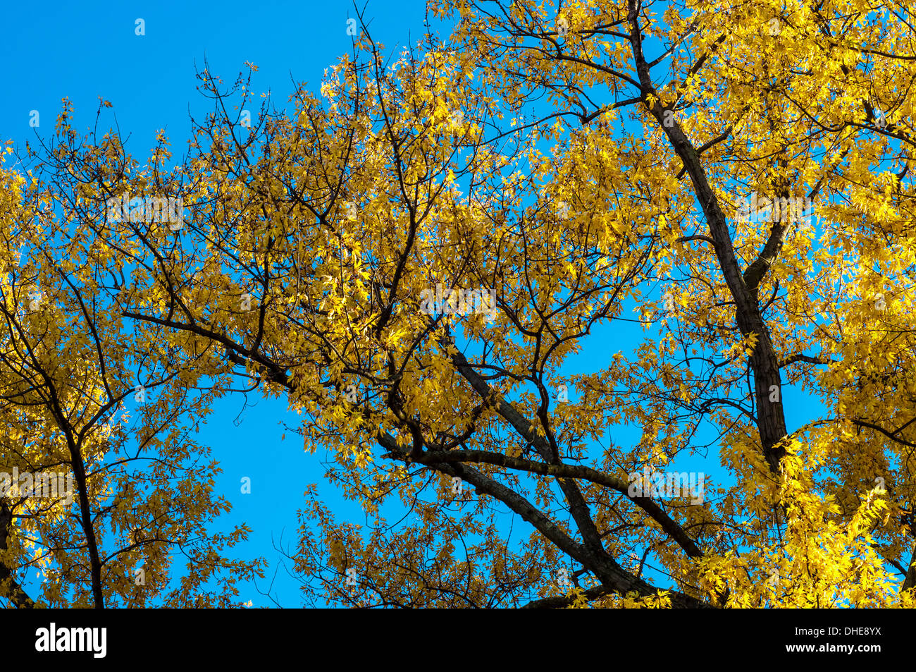 Colorful yellow maple tree leaves in autumn against a blue sky Stock Photo - Alamy