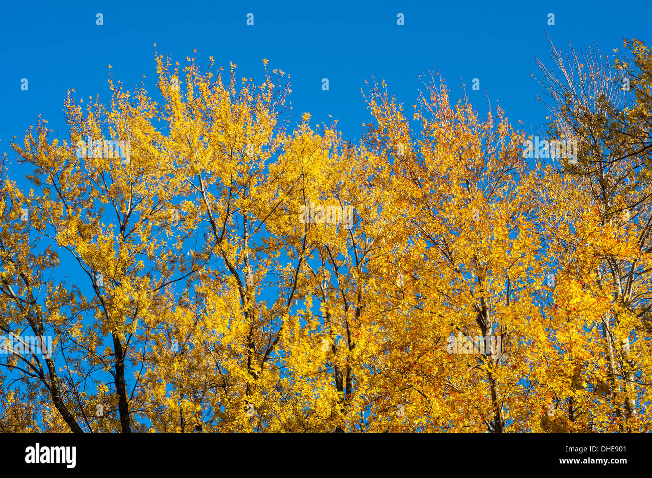 Colorful yellow maple tree leaves in autumn against a blue sky Stock ...