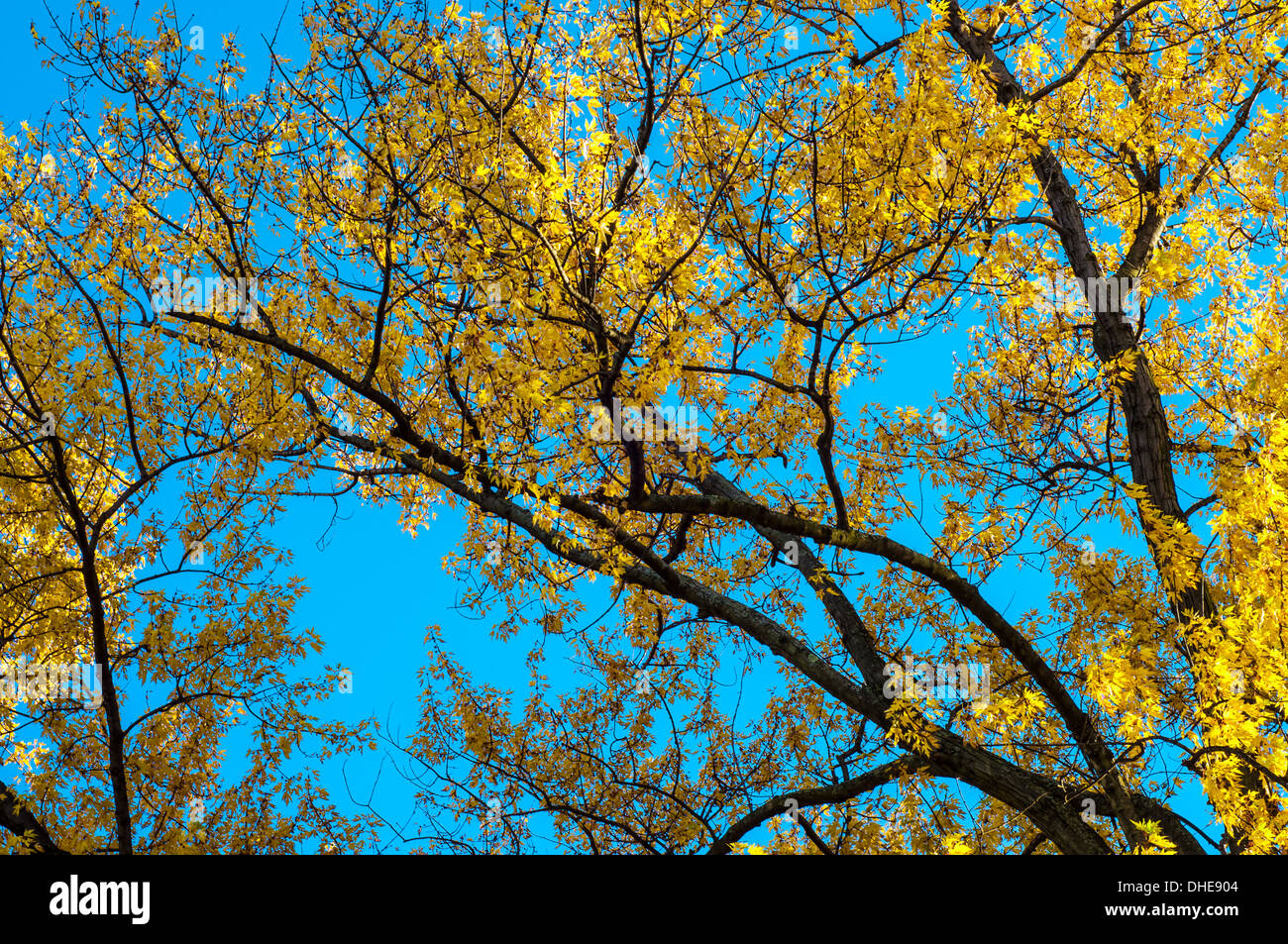 Colorful yellow maple tree leaves in autumn against a blue sky Stock ...