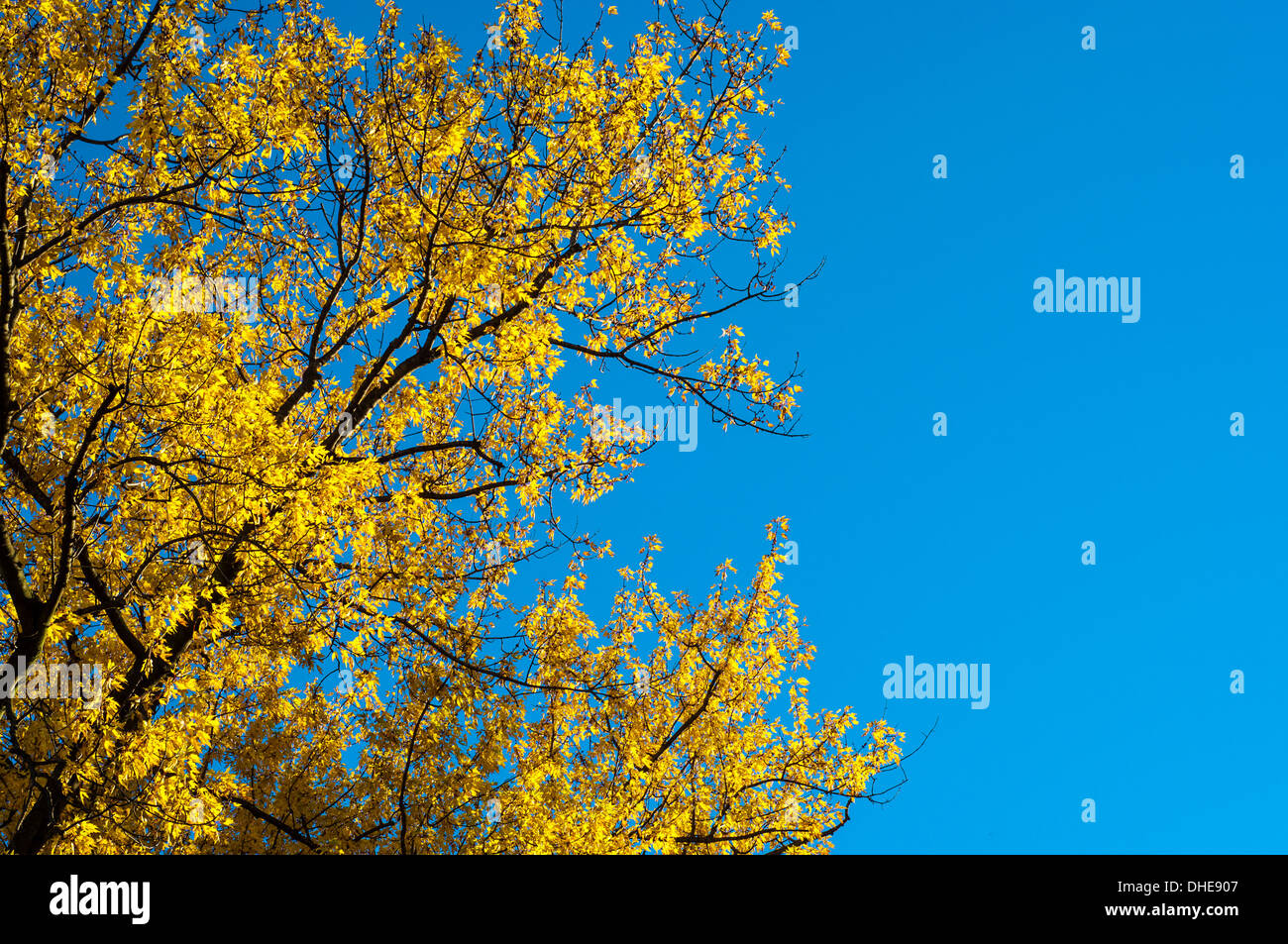 Colorful yellow maple tree leaves in autumn against a blue sky with clouds Stock Photo - Alamy