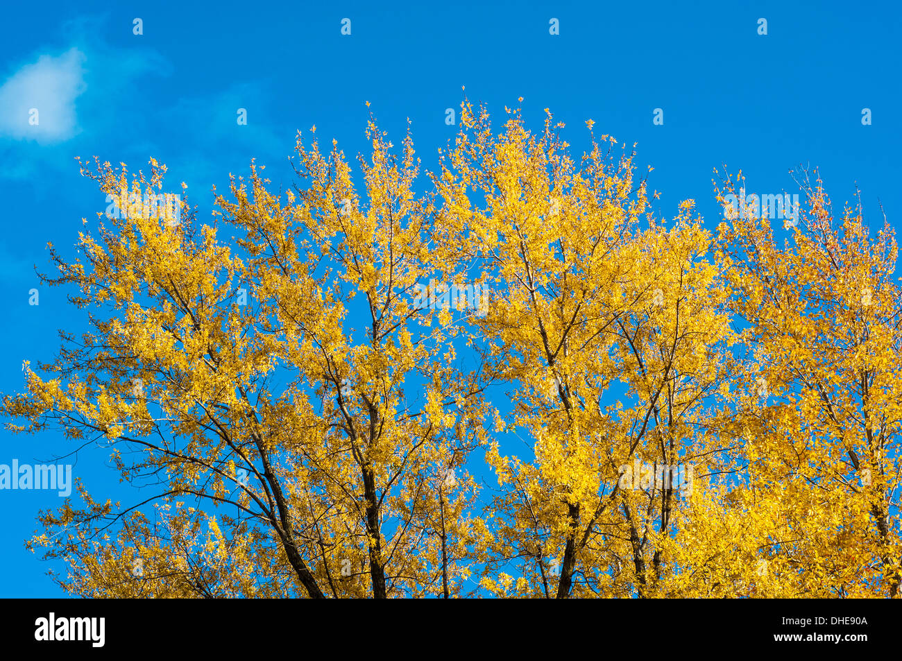 Colorful yellow maple tree leaves in autumn against a blue sky with clouds Stock Photo - Alamy
