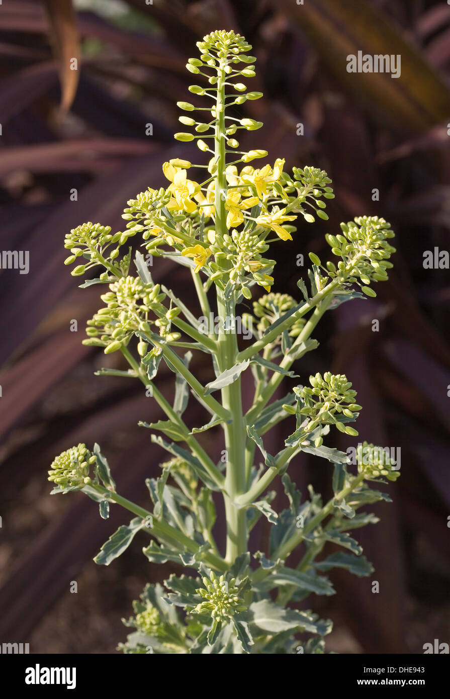 A head of flowering ornamental kale Stock Photo - Alamy