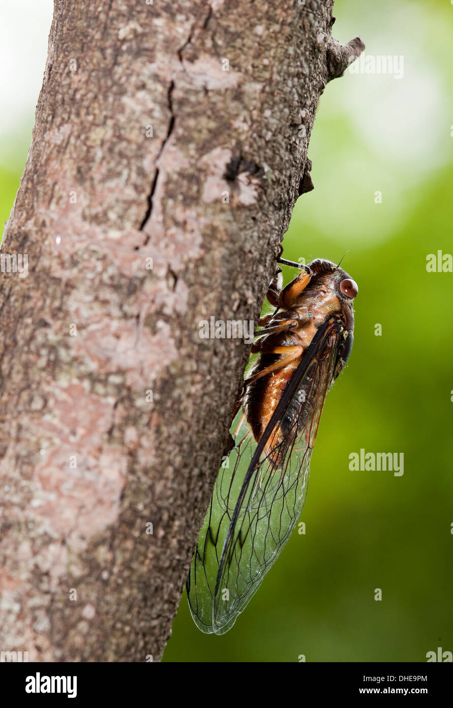 Cicada on a branch hi-res stock photography and images - Alamy