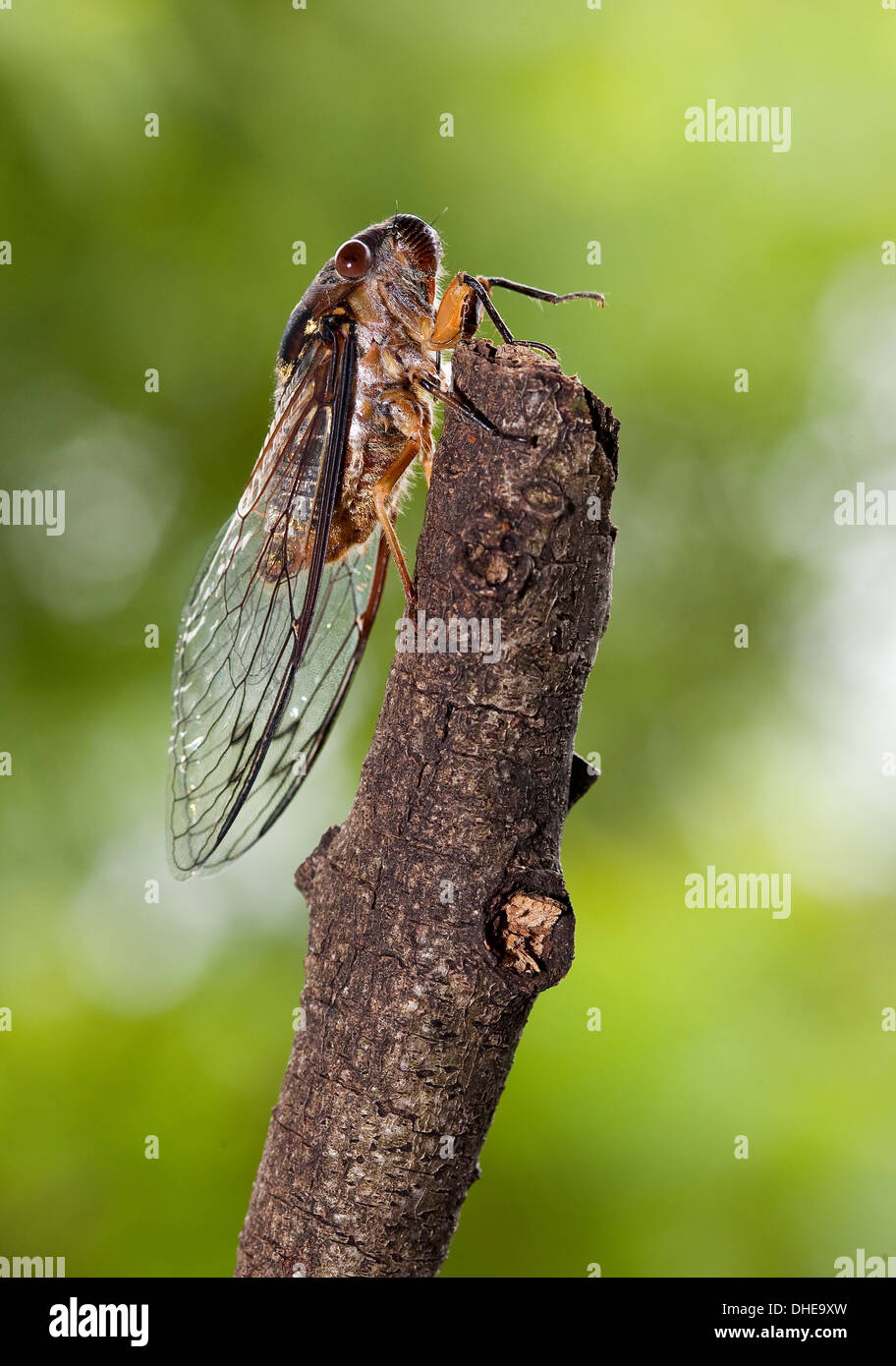 Cicada on branch hi-res stock photography and images - Alamy