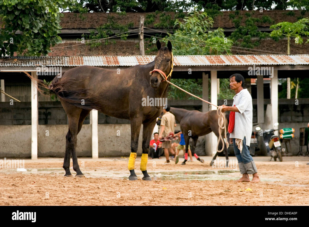 Throughbred race horse hi-res stock photography and images - Alamy