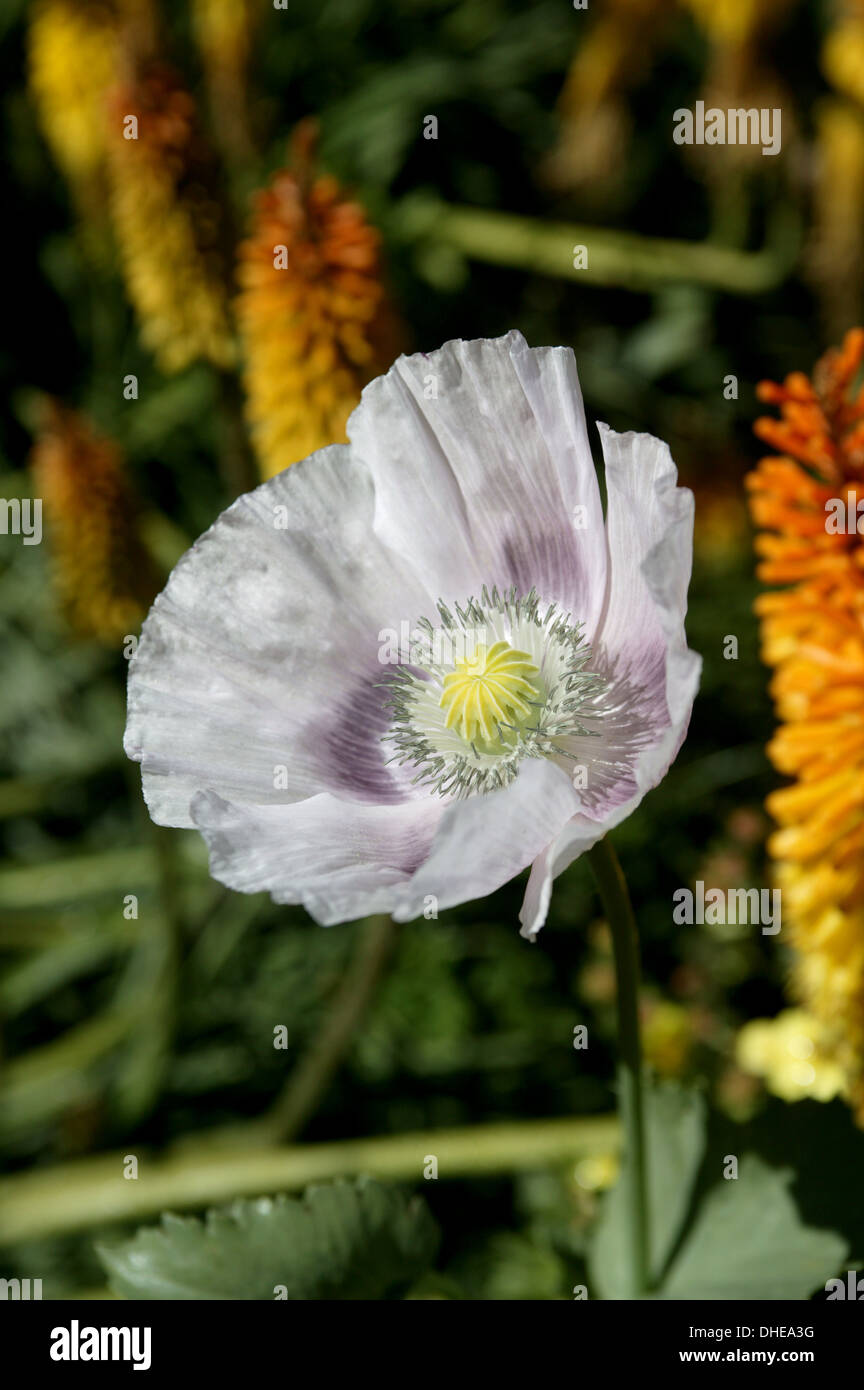 A pale purple papaver poppy flower in a garden setting Stock Photo - Alamy