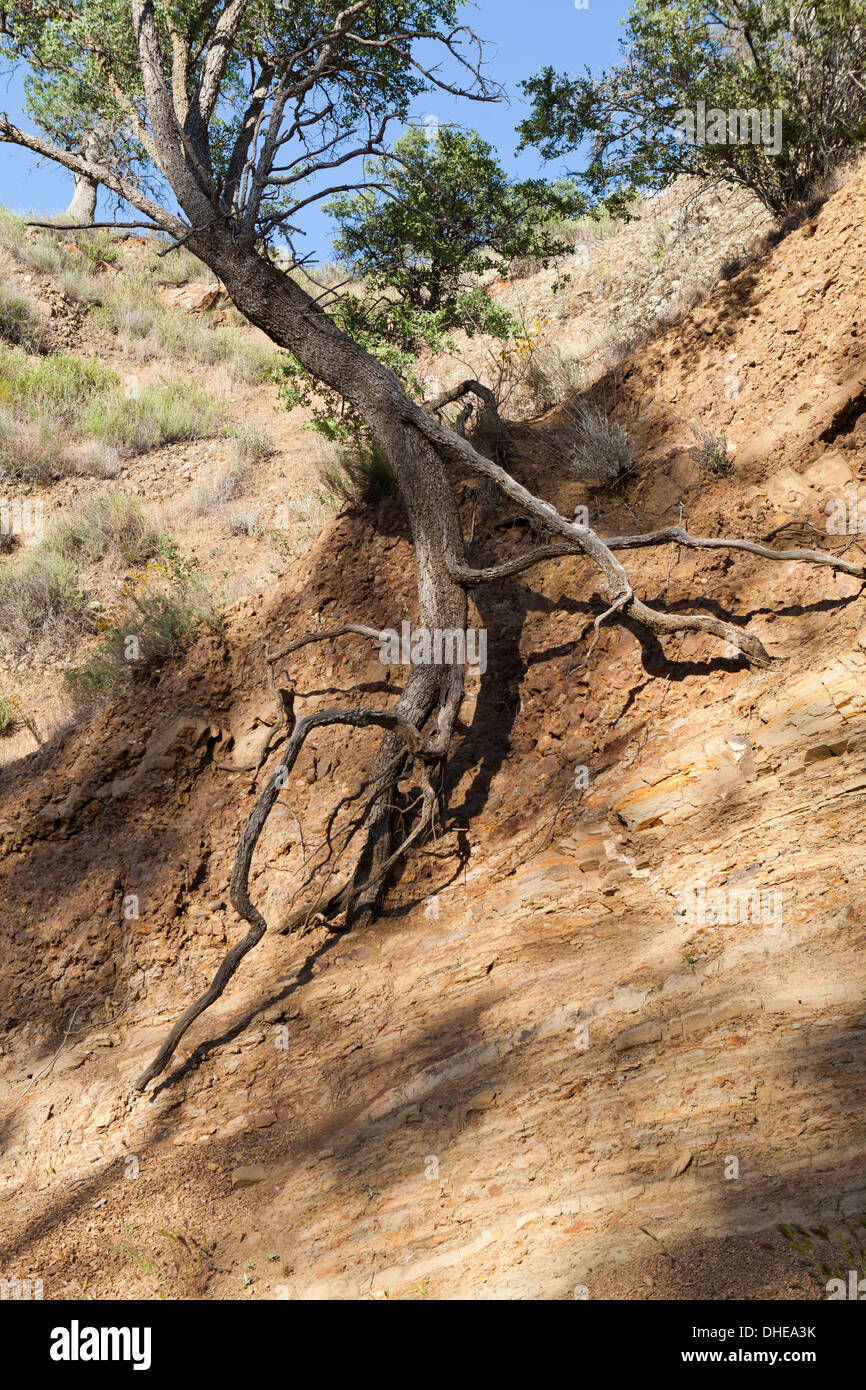 Erosion roots hi-res stock photography and images - Alamy